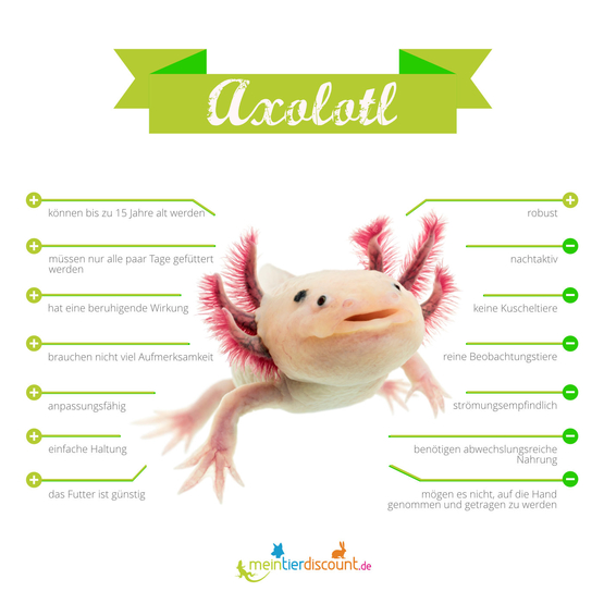 Tierlexikon: Infos & Ratgeber | Mein Tierdiscount