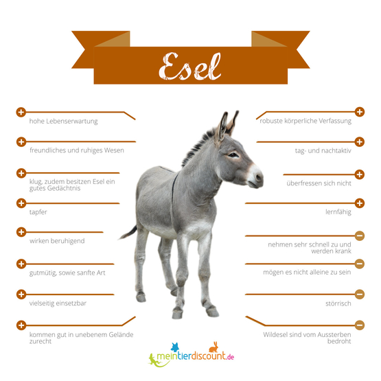 Tierlexikon: Infos & Ratgeber | Mein Tierdiscount