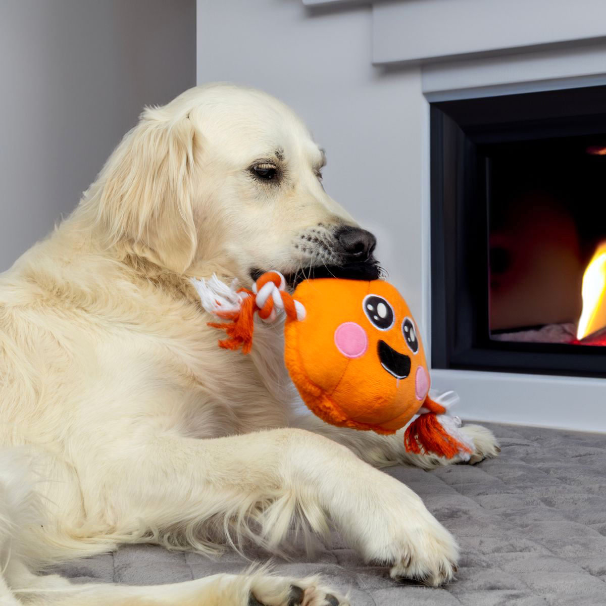 Hundespielzeug Kürbis Halloween | Mein Tierdiscount