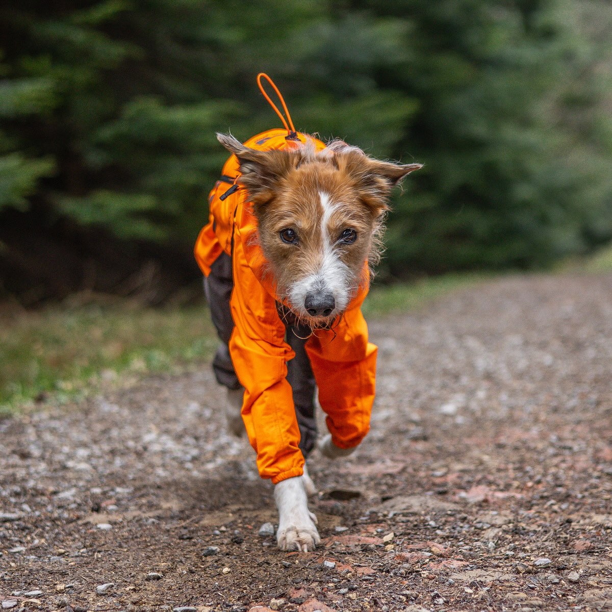 Non-stop dogwear Fjord Overall: Regenmantel für Hunde | Mein Tierdiscount