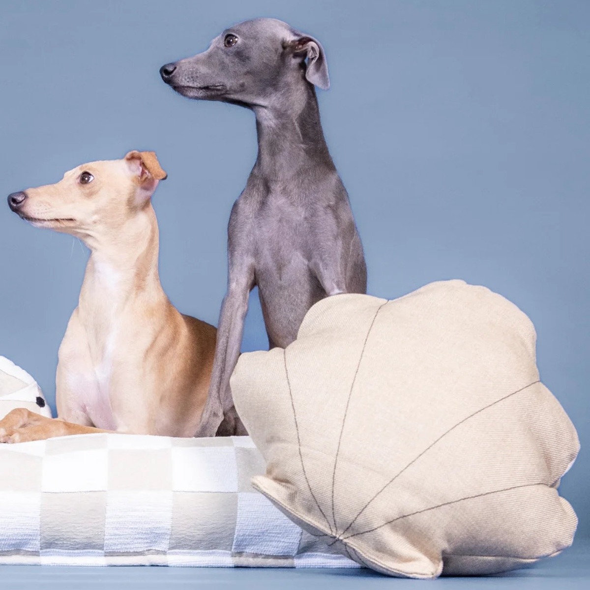 PAIKKA Schatzmuschel: Intelligenzspielzeug für Hunde | Mein Tierdiscount