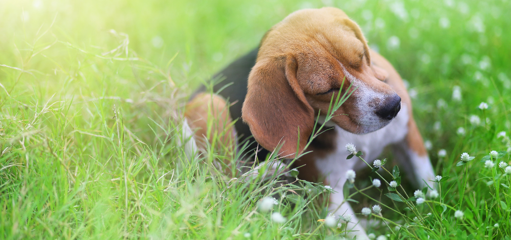Ratgeber über Pollenallergien bei Hunden