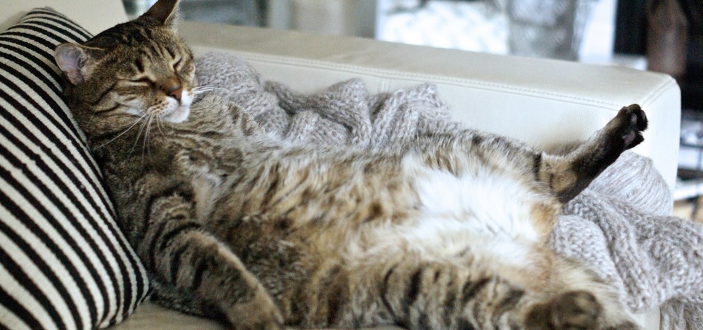 Übergewicht bei Katzen: Lasset die Fettpolster schmelzen!