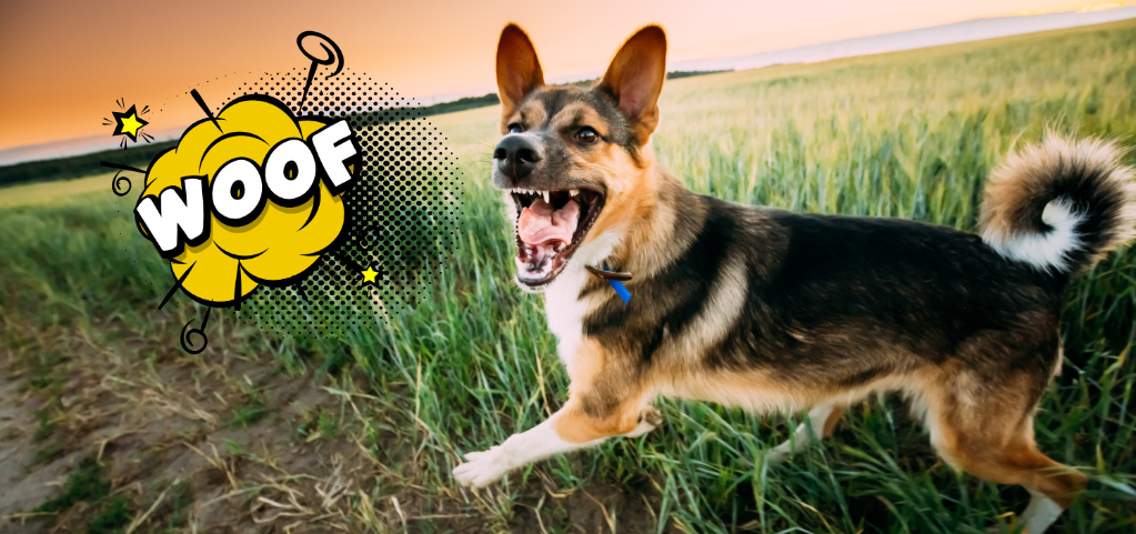 Ihr Online-Shop für Hunde- und Katzen-Zubehör & Futter