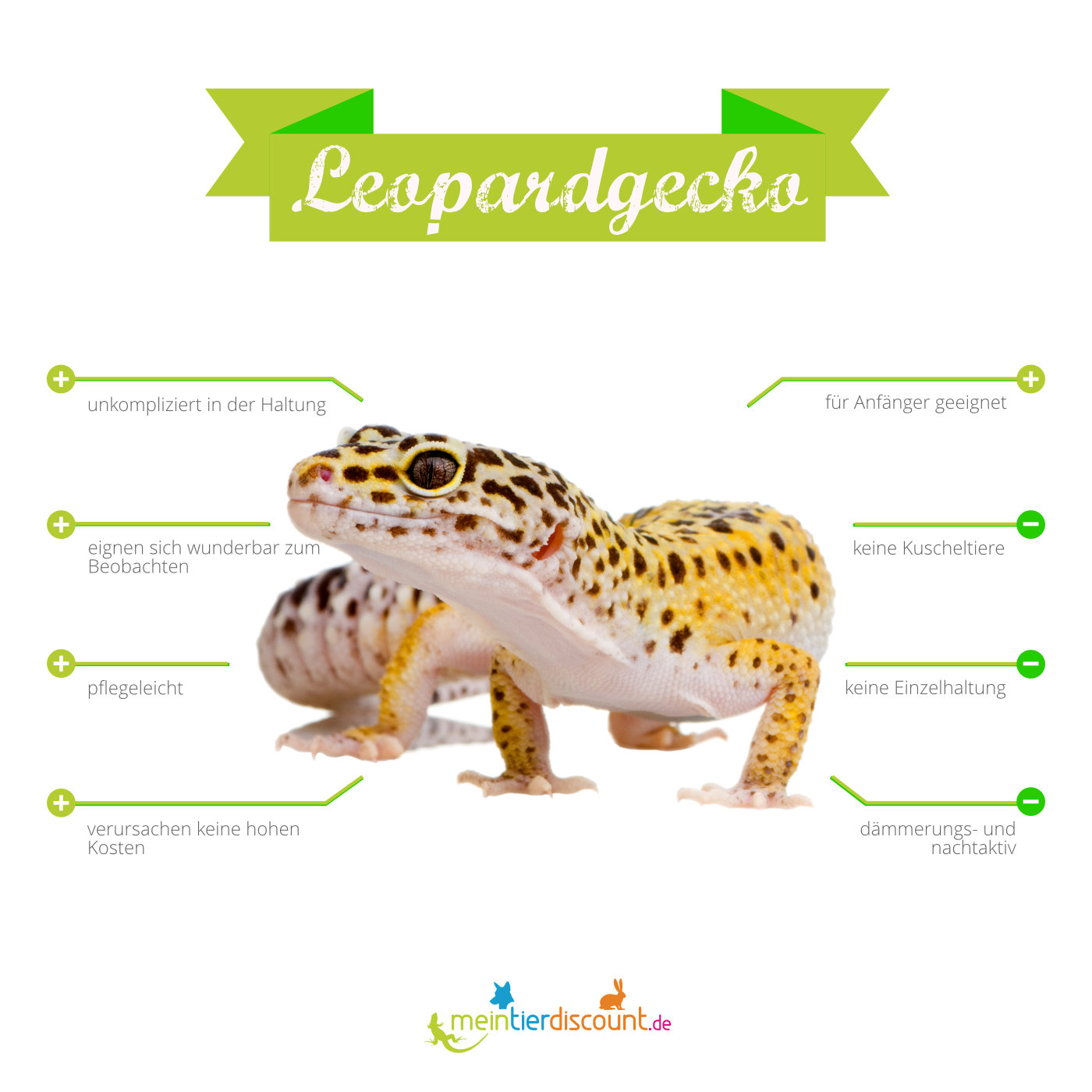 Leopardgecko