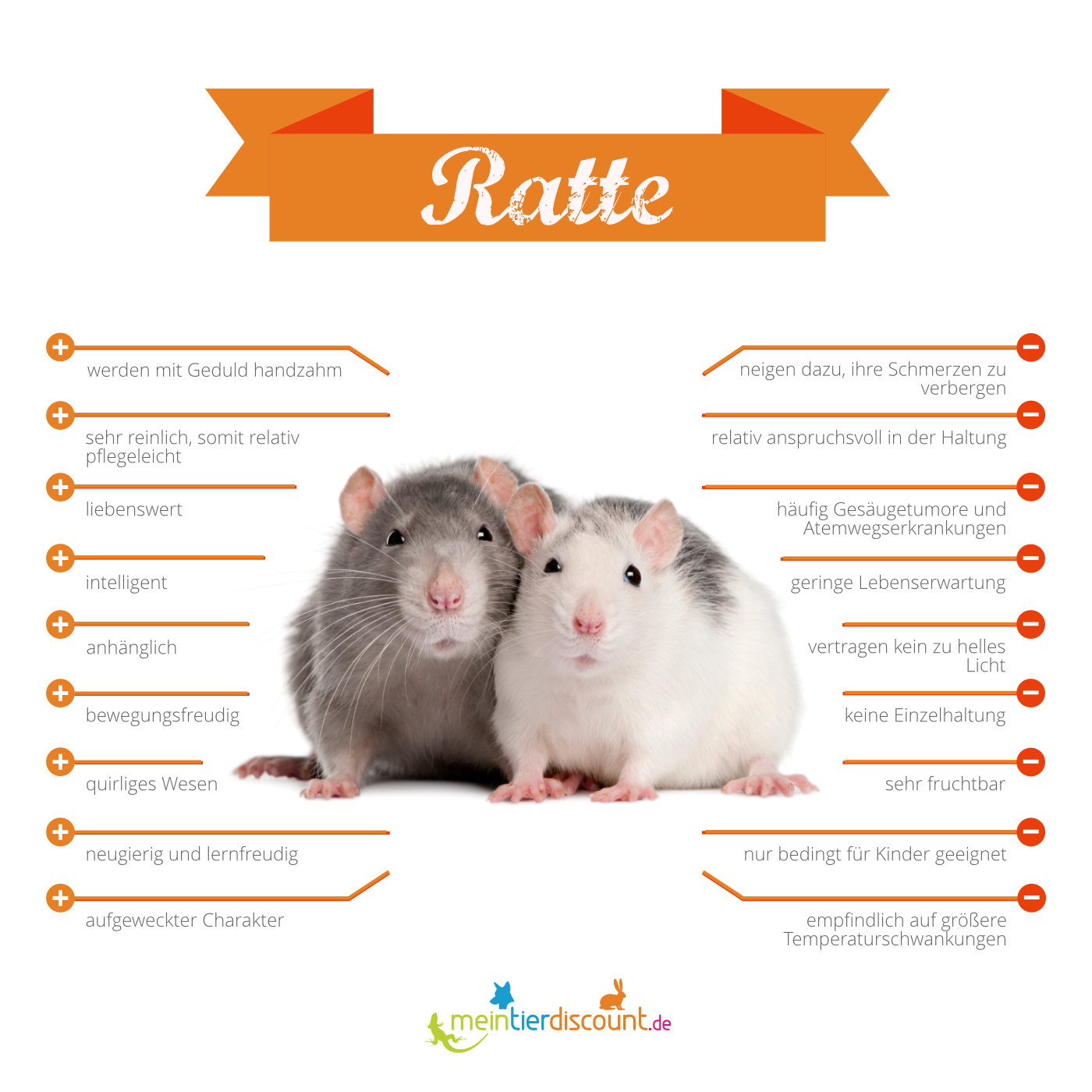 Ratte